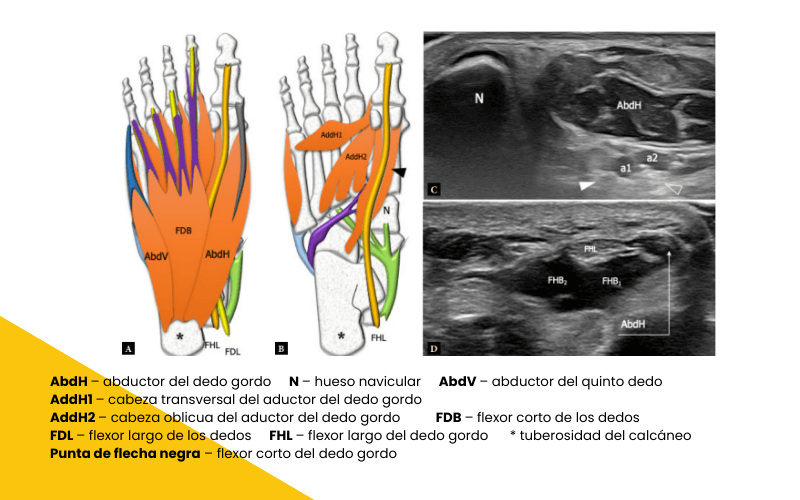 Musculatura intrínseca del pie y ecografía | Tempo Formación